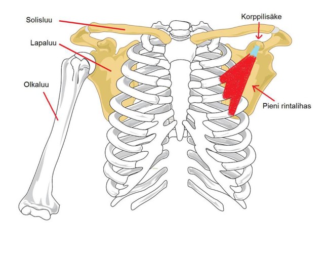 Lapatuki – ryhtiä ja voimaa niin arkeesi kuin treeniisi – Voima-Vahtila